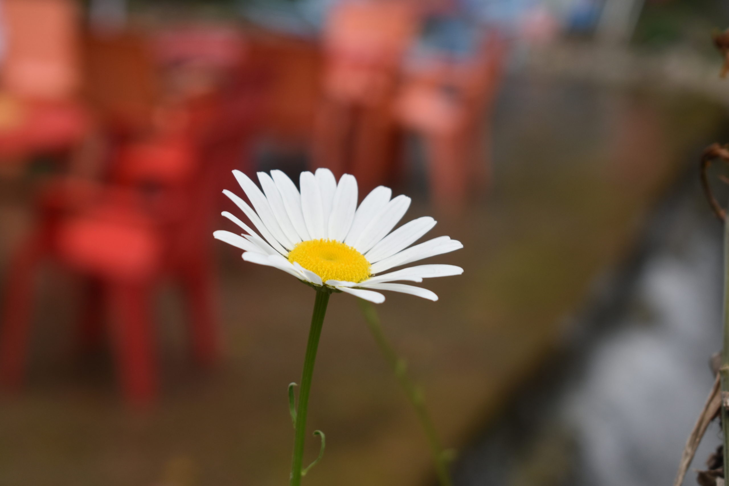 Spring is the season of colors | Most delightful queen season